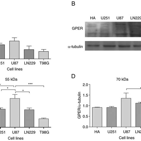 Characterization Of Gper Expression In Human Gb Derived Cell Lines A Download Scientific