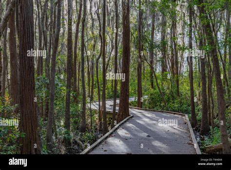 Okefenokee Swamp Folkston Ga Usa 33019 A Walkway Through The
