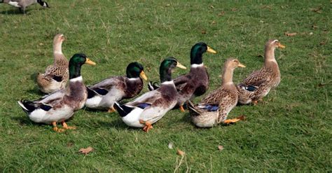 What Is A Group Of Ducks Called A Z Animals