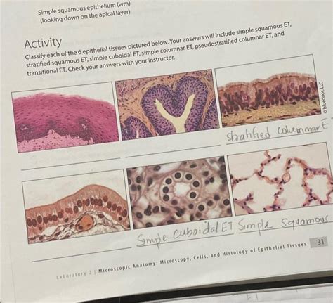 Solved Activity Classify Each Of The Epithelial Tissue