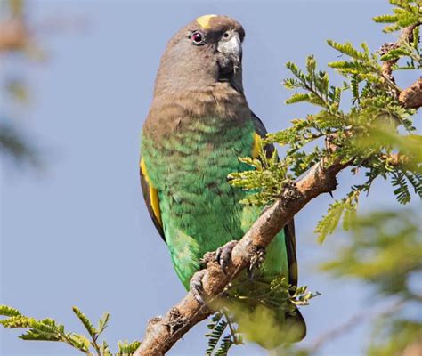 Meyer Parrot Habitat Subspecies Breeding Diet And Foraging