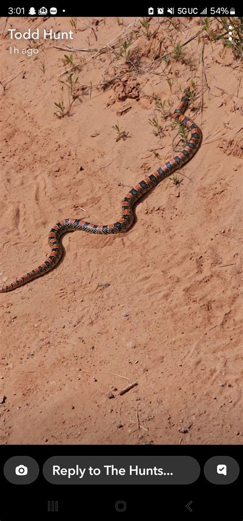 Coral Snake Rwhatsthissnake