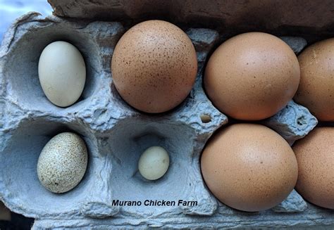 The Legend Of The Cock Egg Murano Chicken Farm