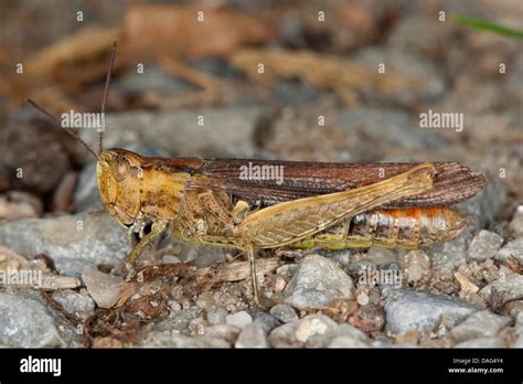Field Grasshopper Common Field Grasshopper Chorthippus Brunneus