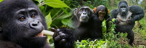 Sexual Reproduction And Parenting Story Of A Gorilla