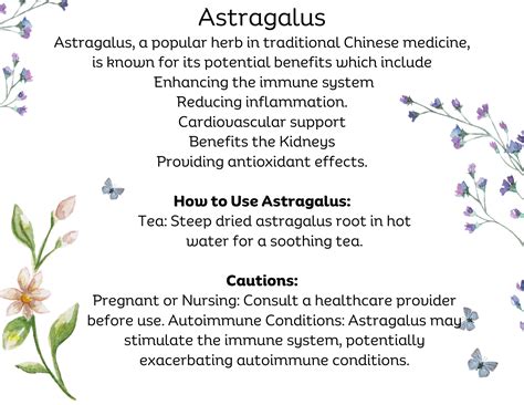 Astragalus Root Immune Booster And Longevity Herb