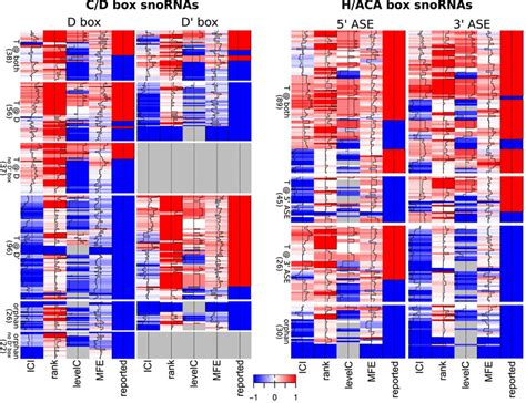 Visualization Of Predicted Snornatarget Rna Interactions Each Row