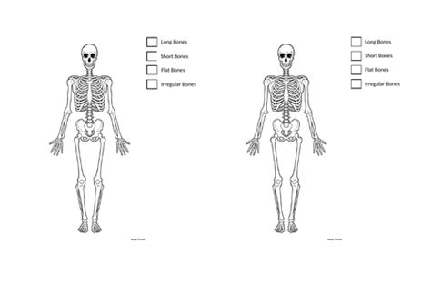 Skeletal System Aqa Gcse Pe 9 1 Teaching Resources