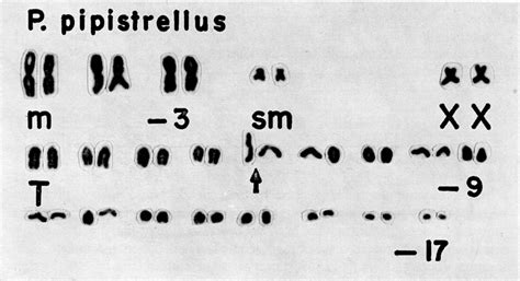 Female Karyotype Of Pipistrellus Pipistrellus Schreb Download