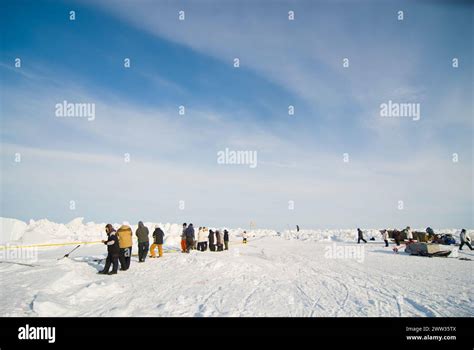 Inupiaq Subsistence Whalers Bowhead Whale Catch On The Pack Ice During