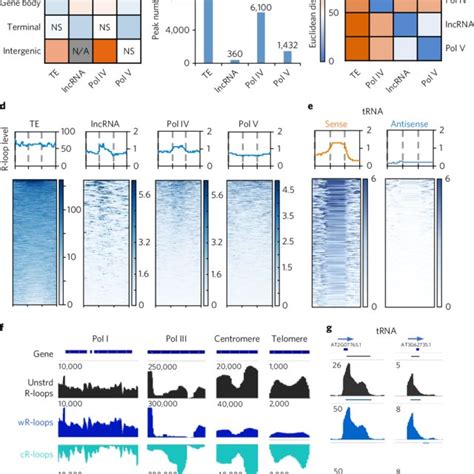 Genome Wide Detection Of R Loops In Arabidopsis By SsDRIP Seq A Download Scientific Diagram