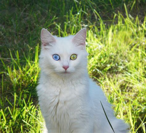 Blogaurimartini Heterocromia Em Gatos