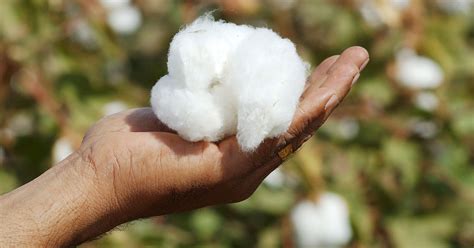 cotton crop expected to grow by more than twice profit by pakistan today