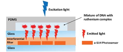 Schematic Cross Section Of The Structure For The On Chip Detection Of