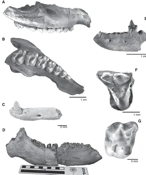 Representative Mammalian Fossils From Early Eocene Late