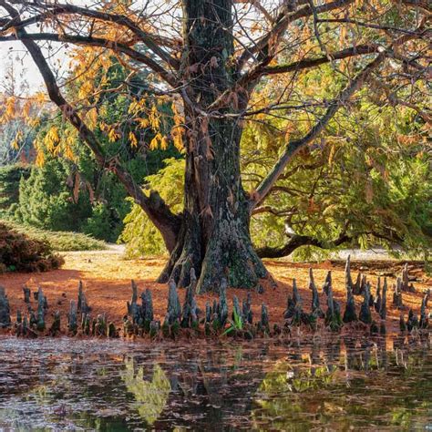 Can Bald Cypress Grow In Shade