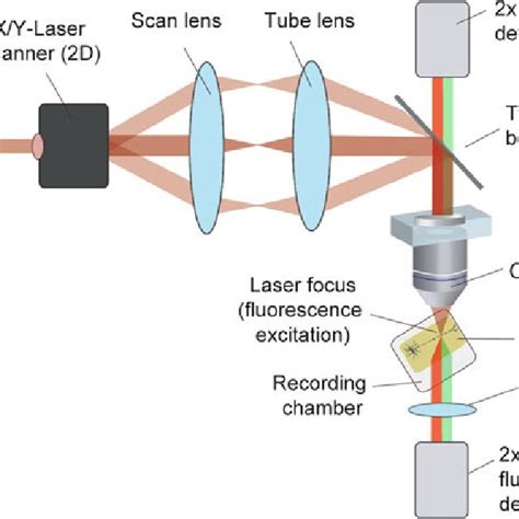High Frequency Acquisition Of Calcium Signals From Multiple Neurons In Download Scientific