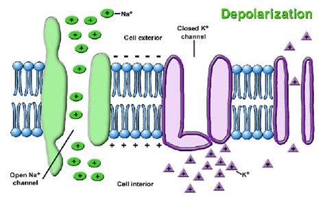 Brain Structure Depolarization And Neurotransmitters Schoolworkhelper Brain Structure Depolarization And Neurotransmitters Schoolworkhelper