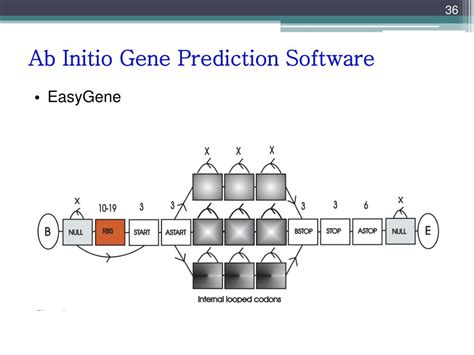 Ppt Gene Prediction Powerpoint Presentation Free Download Id3384560