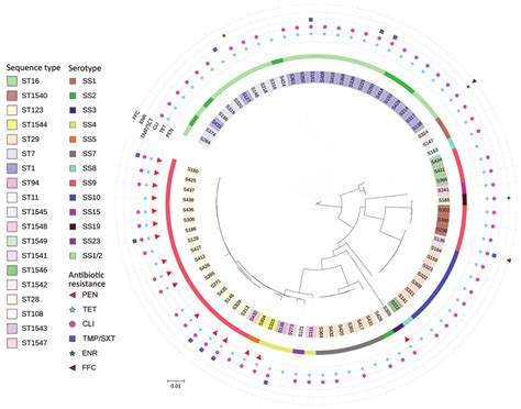 Circular Phylogenetic Tree Containing 78 Streptococcus Suis Isolates