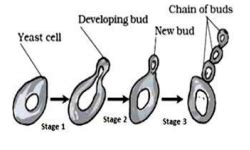 CBSE 10th Practical Exam 2023 Science Biology Important Practical Based Question With Answers