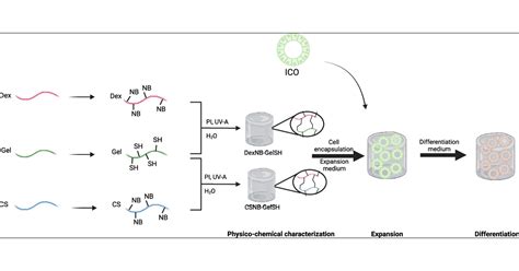 Gelatin Based Hybrid Hydrogels As Matrices For Organoid Culture Biomacromolecules