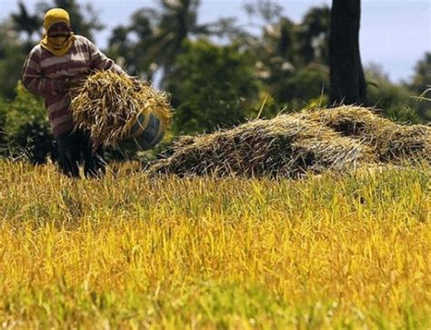 Super Typhoon Carina Agricultural Devastation Impact On Prices