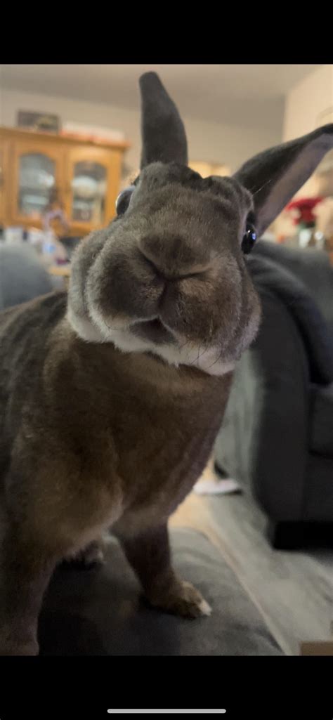 Pov You Told Rosie Theres No More Banana R Rabbits