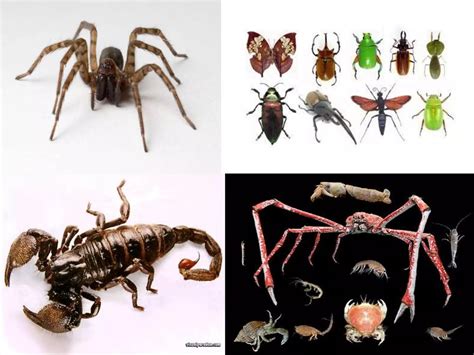 Animal Classification Grade 5 Pptx