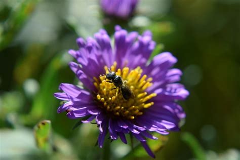 Canceled Plant A Pollinator Patch Irvine Nature Center