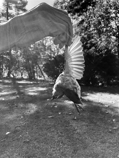 Calling The Birds Home By Photographer Cheryle St Onge