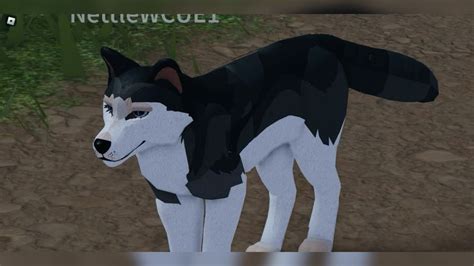 Husky In 2024 Warrior Cats Art Warrior Cats Fan Art Pretty Cats