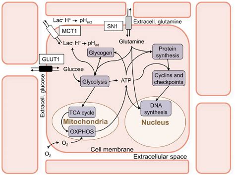 Rough Sketch Of The Biochemical Pathways Incorporated In The Model Of Download Scientific