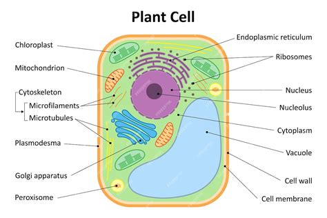 Aparato De Golgi