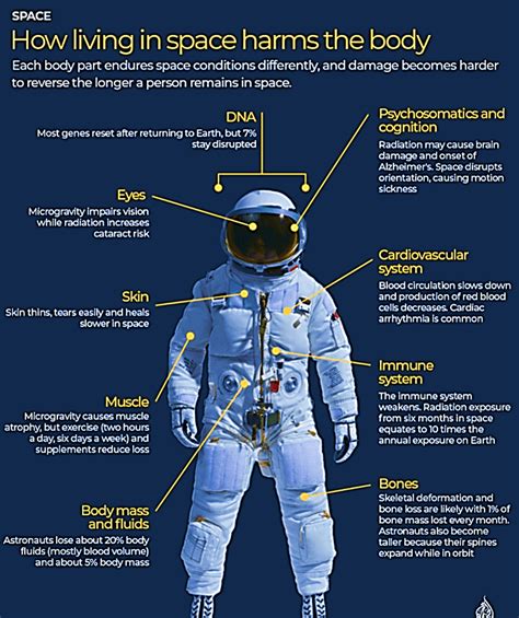 Astronaut Muscle Atrophy On Earth