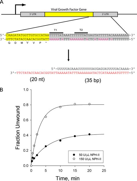 Unwinding Of A Hypothetical Dnarna Hybrid Formed In Vivo A Schematic Download Scientific