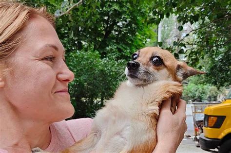 Більше року прожила під плитою на підприємстві собачка з Нікополя