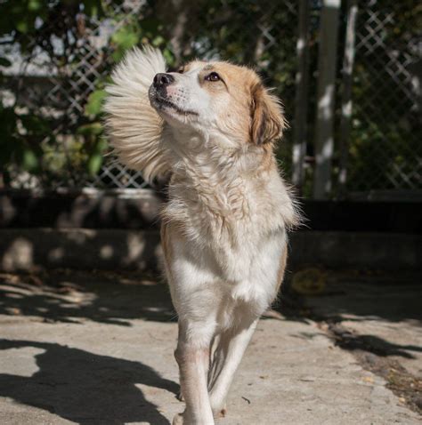 Здравейтее това сме аз Чара красавицата с изправените уши 😏 и сестра ми Лиса 👋 Ще Ви се