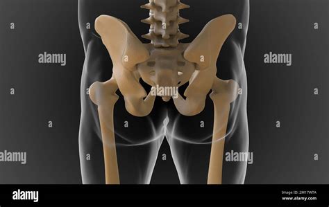 The Bony Skeleton Is Divided Into 2 Parts Axial Skeleton And Appendicular Skeleton 3d