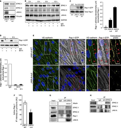 Jam A Regulates Epac 1 And Epac 2 Expression And Rap 1 Activity In Download Scientific Diagram