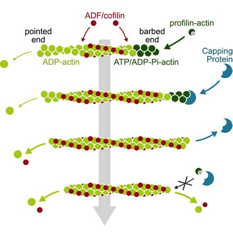 Adfcofilin Accelerates Actin Dynamics By Severing Filaments And