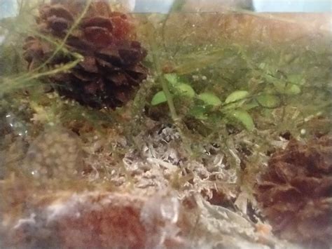 A Fungus Among Us White Webby Stuff Spreading Under Plants General Discussion C A R E