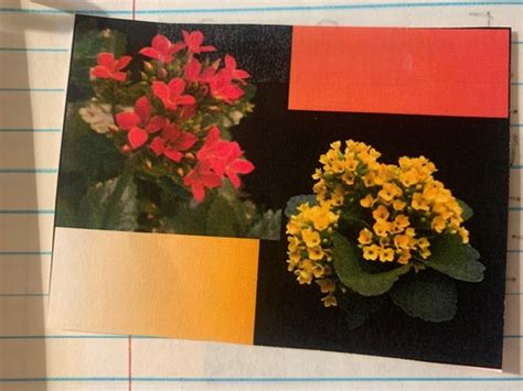 House Tropical Plants 3 Flashcards Quizlet