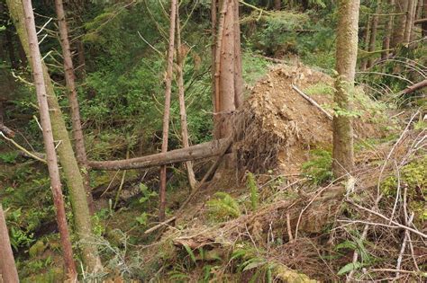 Logging Impacts On Public Drinking Water — Betsy Herberts Writing