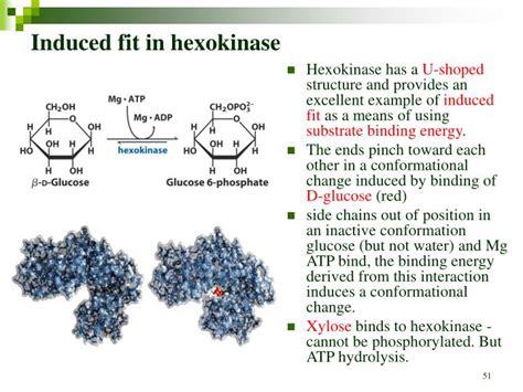 Enzyme Kinetics Of Hexokinase At Luke Earsman Blog
