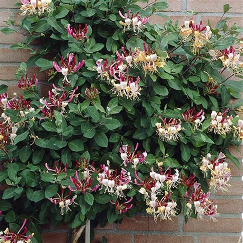 Climbing Plant Collection 3 Varieties YouGarden