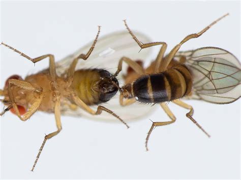 Male Vs Female Fruit Fly