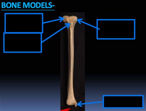 Bone Model Right Tibia Anterior Diagram Quizlet