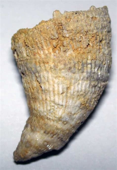 Real Fossil Fossil Mix 12 Lb Bag Of Genuine Fossils Ammonites