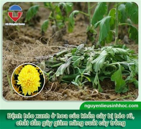 Nguyên nhân Cách phòng trị bệnh héo xanh trên cây hoa cúc